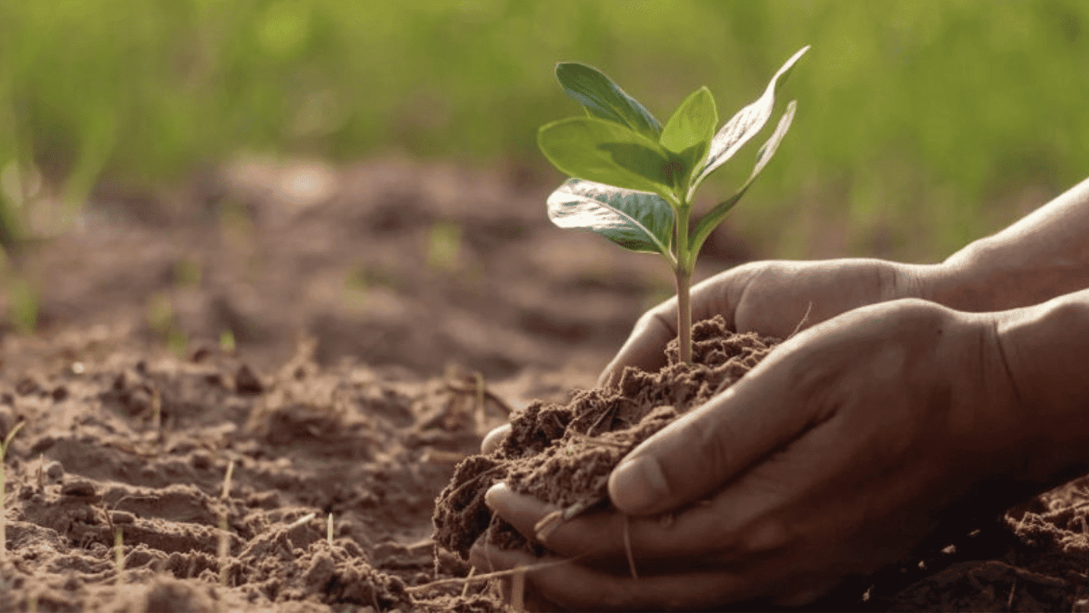 How to Improve Soil Quality Fast? - Randy Lemmon