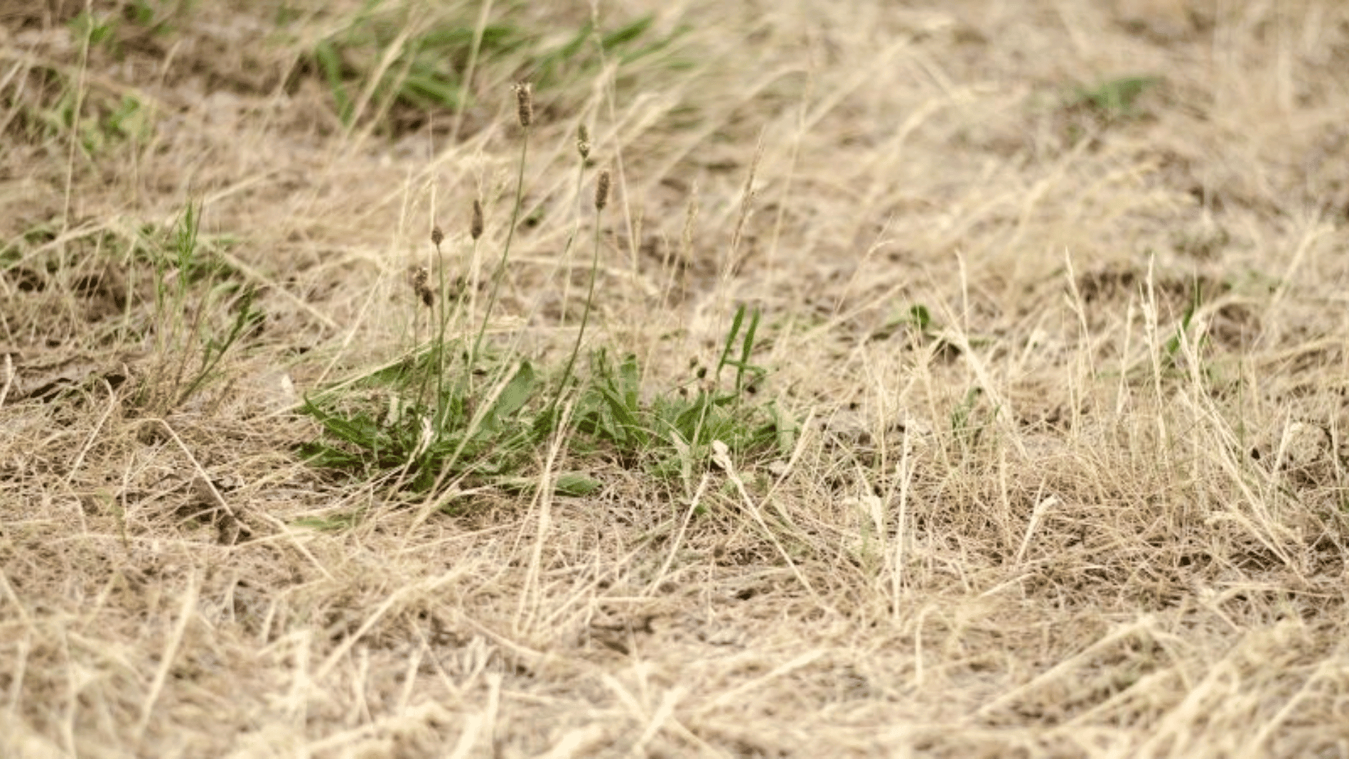 What Does Dormant Grass Look Like in Different Seasons? - Randy Lemmon