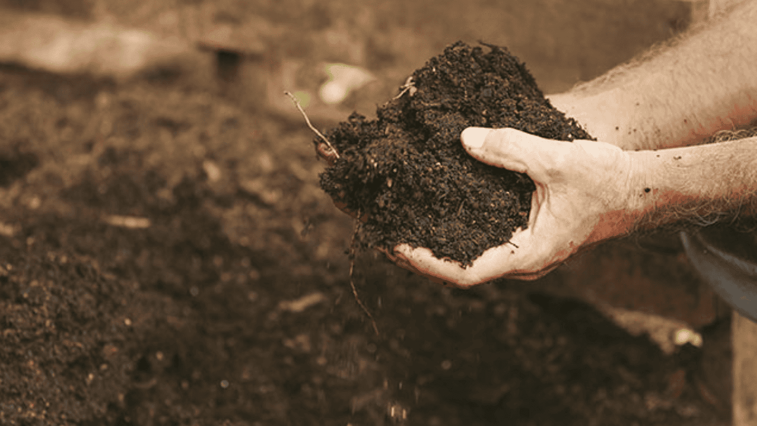 How to Improve Soil Quality Fast? - Randy Lemmon