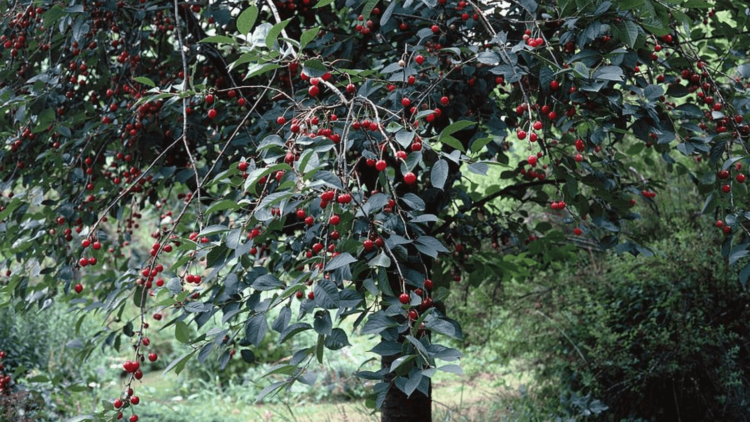 Wild Cherry Tree: How To Grow and Care for It - Randy Lemmon
