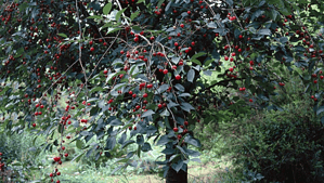 Wild Cherry Tree: How To Grow and Care for It - Randy Lemmon