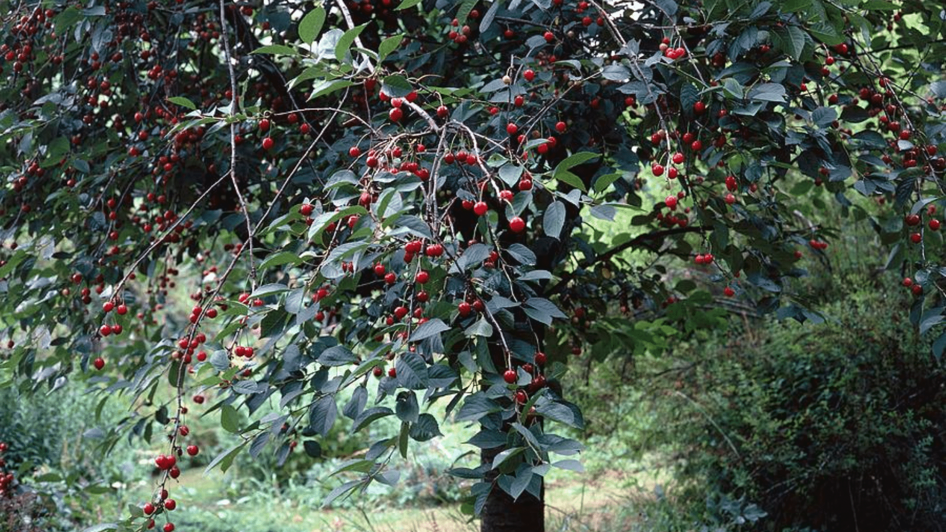 Wild Cherry Tree: How To Grow and Care for It - Randy Lemmon