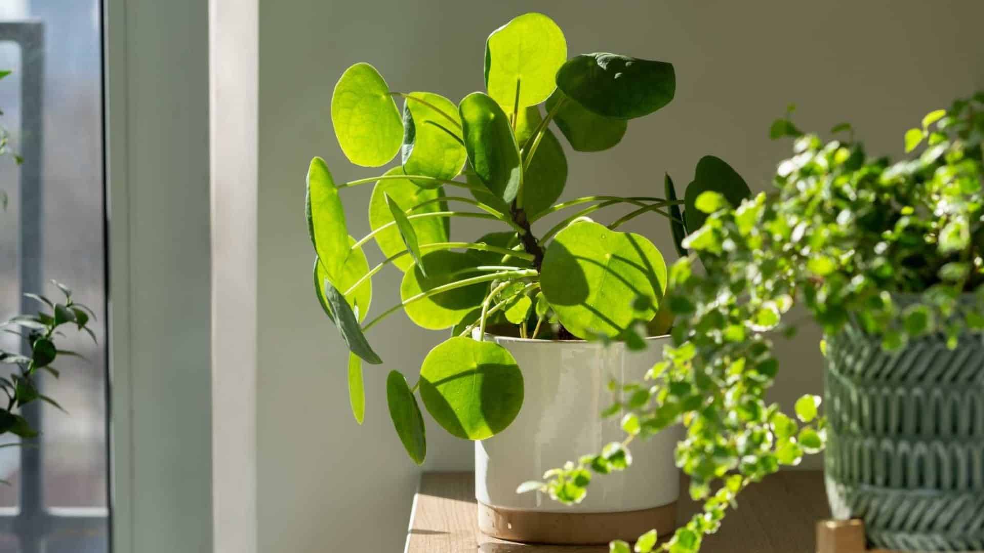 13 Amazing Benefits of a Money Plant - Randy Lemmon