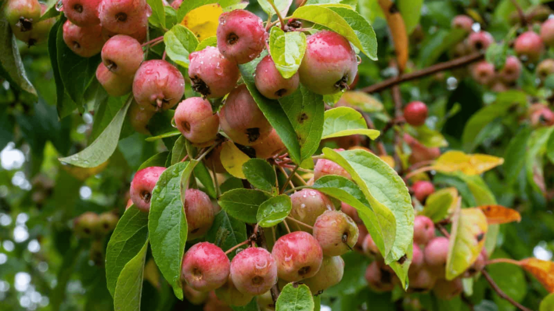How to Identify Crabapple Trees Easily? - Randy Lemmon