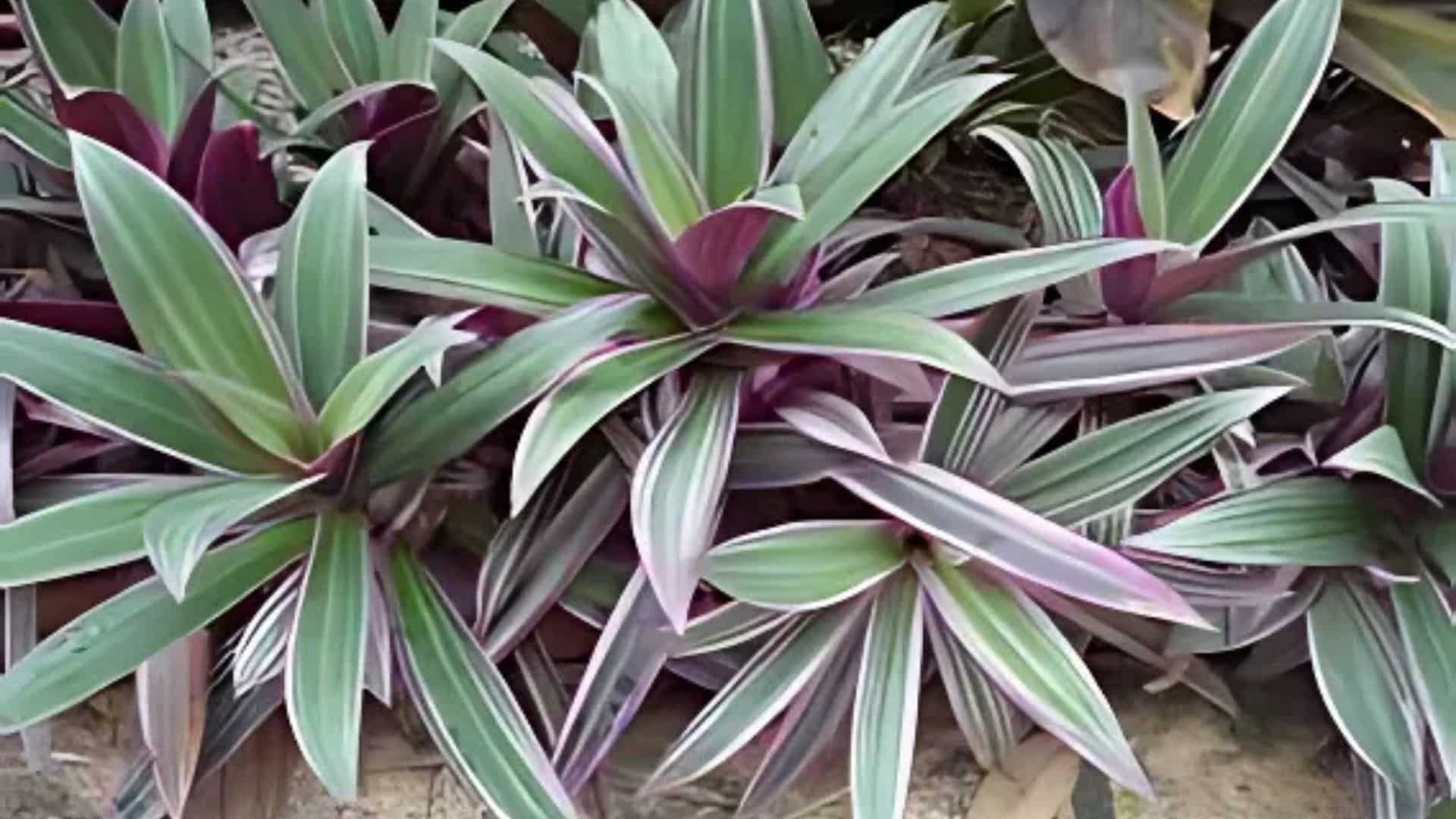 What Is Oyster Plant and How Do You Use It? - Randy Lemmon