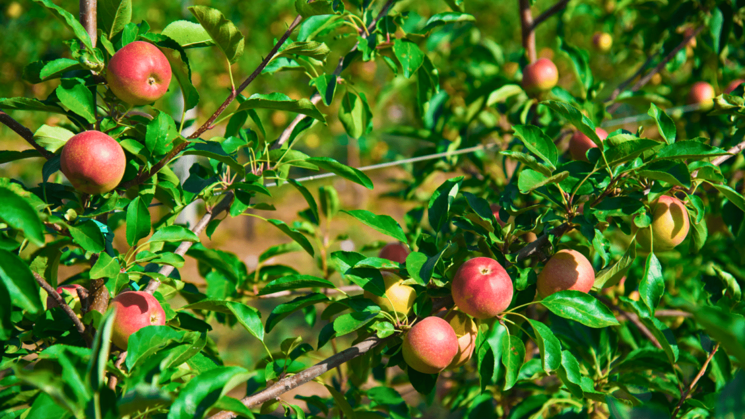 Do Apple Trees Self Pollinate: Easy Varieties to Try - Randy Lemmon