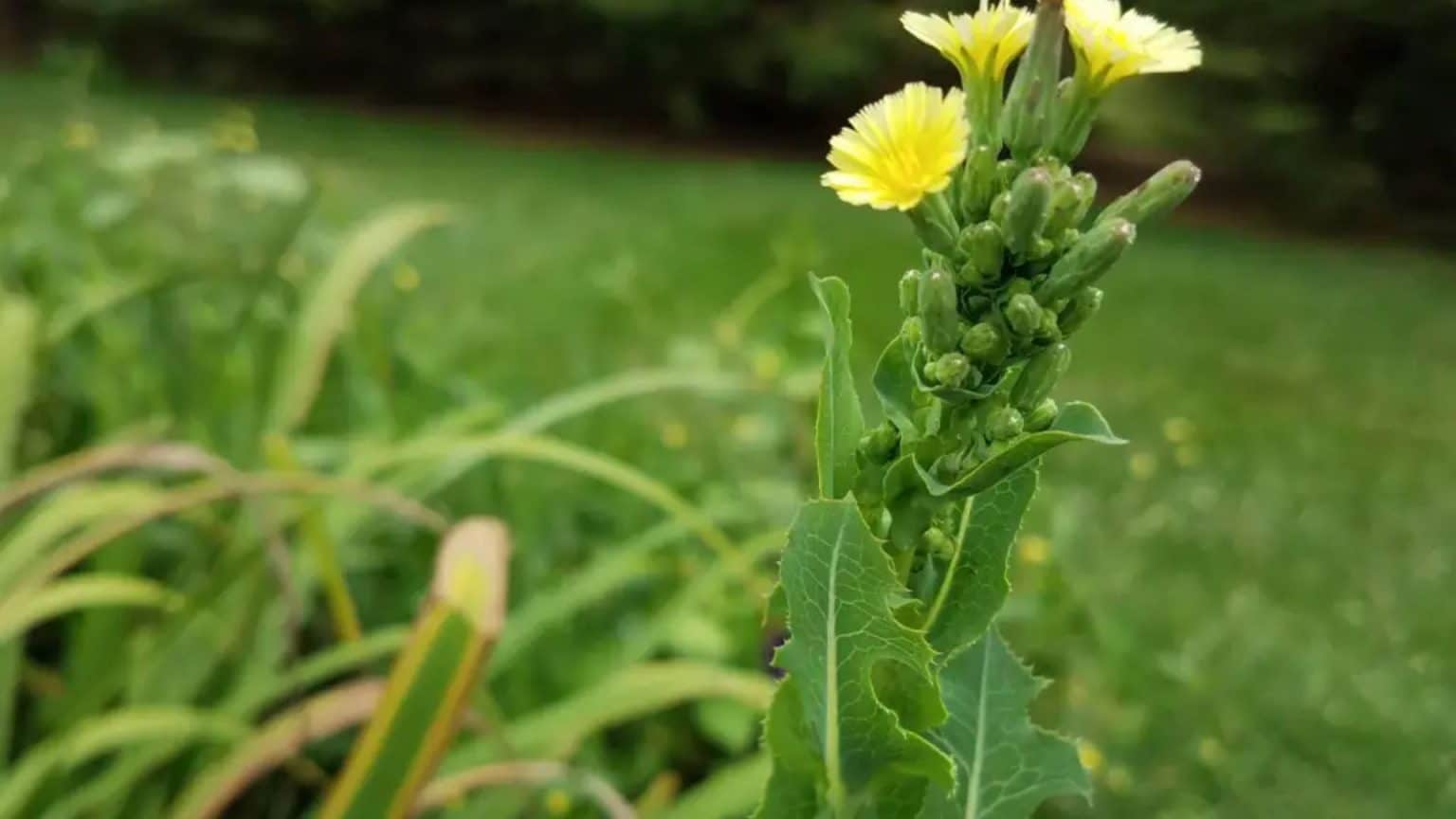 How to Identify Wild Lettuce Like a Pro? - Randy Lemmon