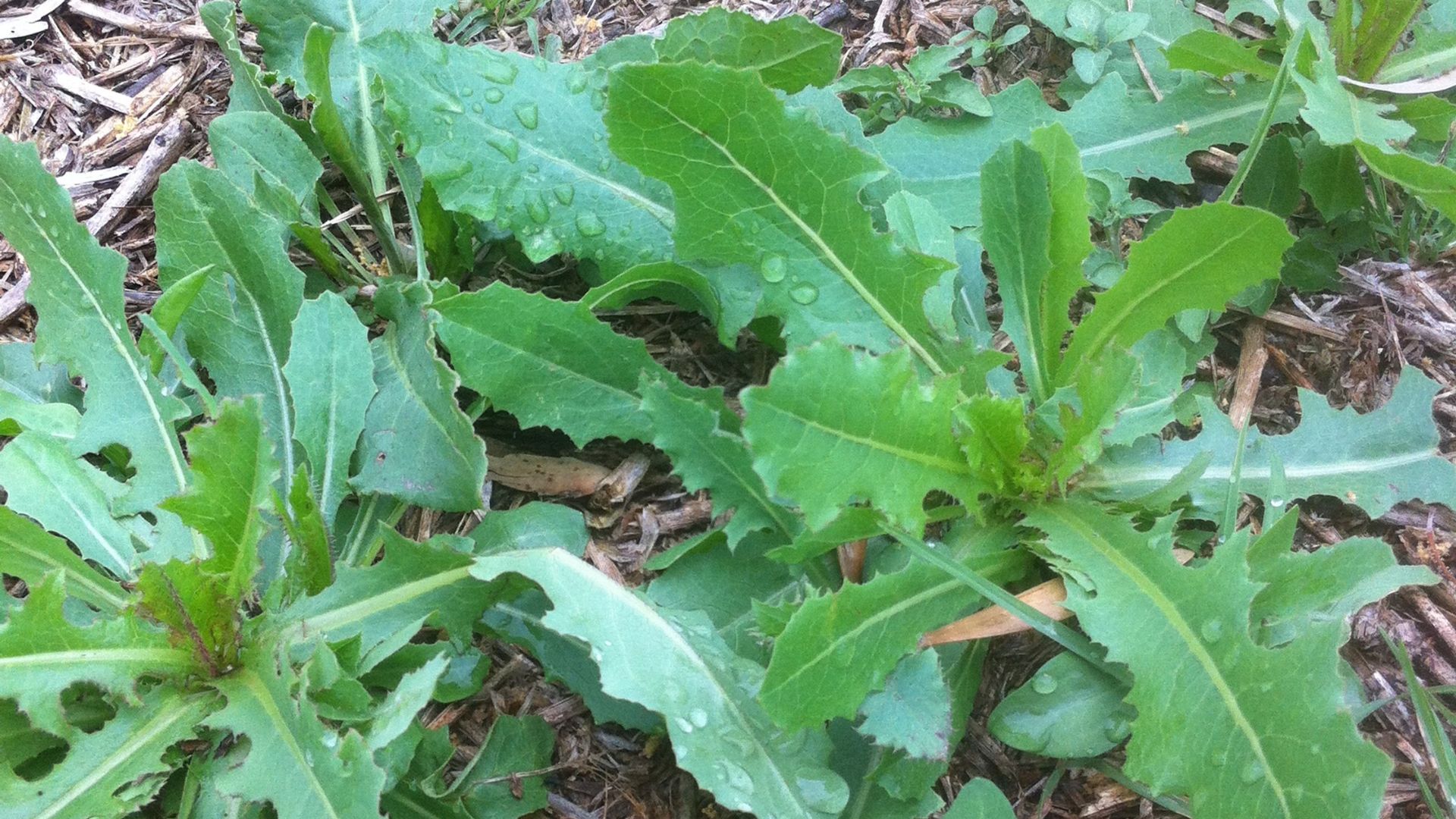 How to Identify Wild Lettuce Like a Pro? - Randy Lemmon