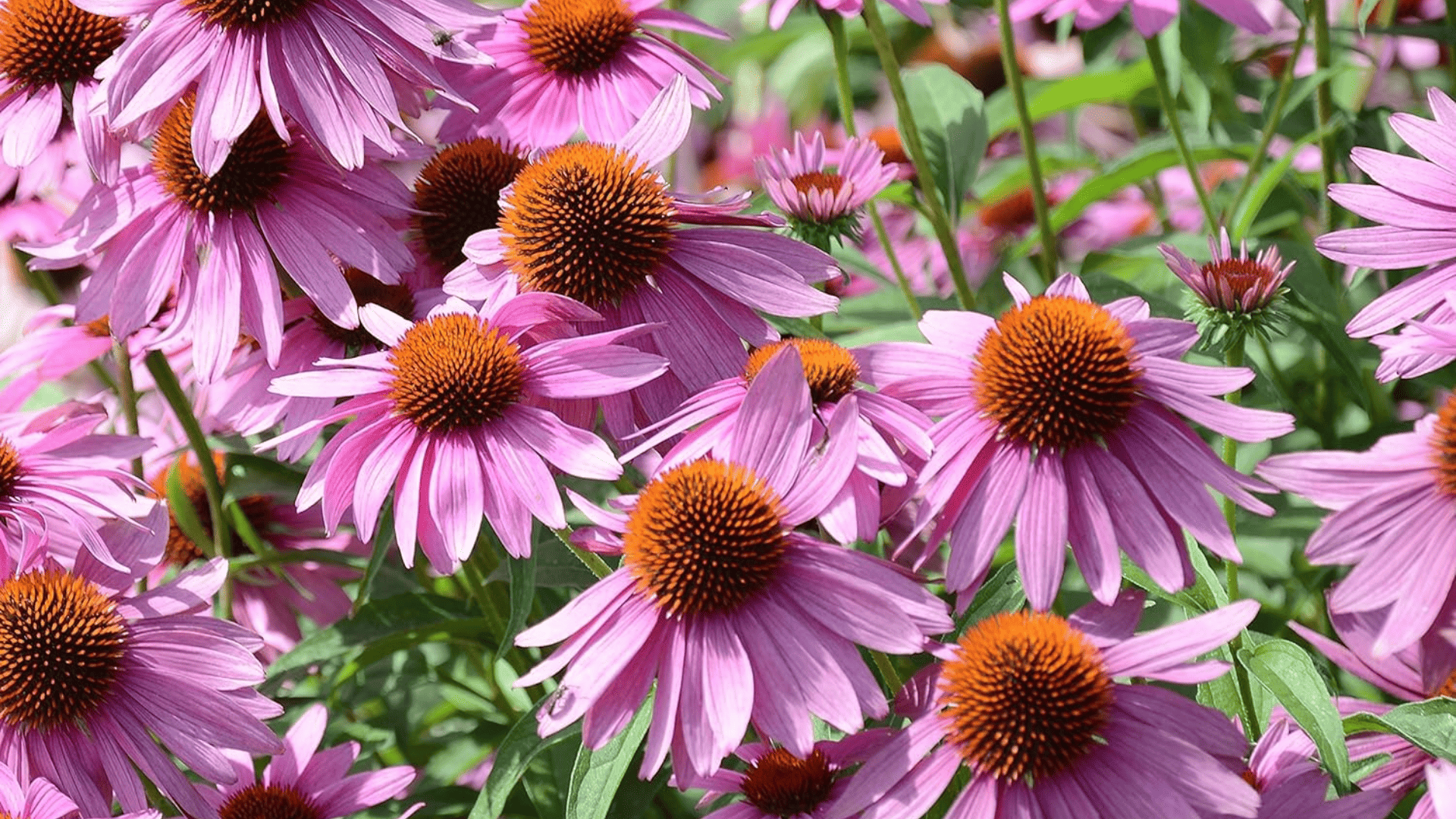 How to Plant Coneflower Seeds Like a Pro - Randy Lemmon