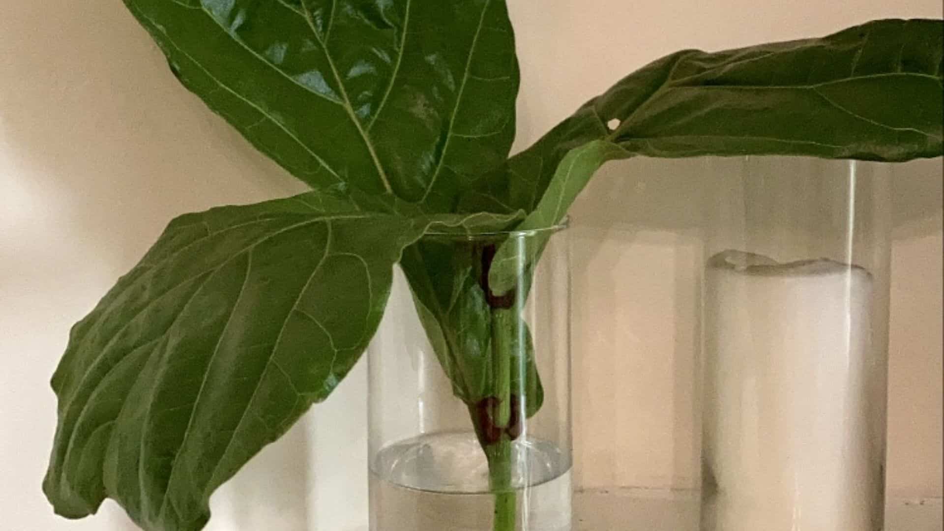 How to Propagate Fiddle Leaf Fig in Water? - Randy Lemmon