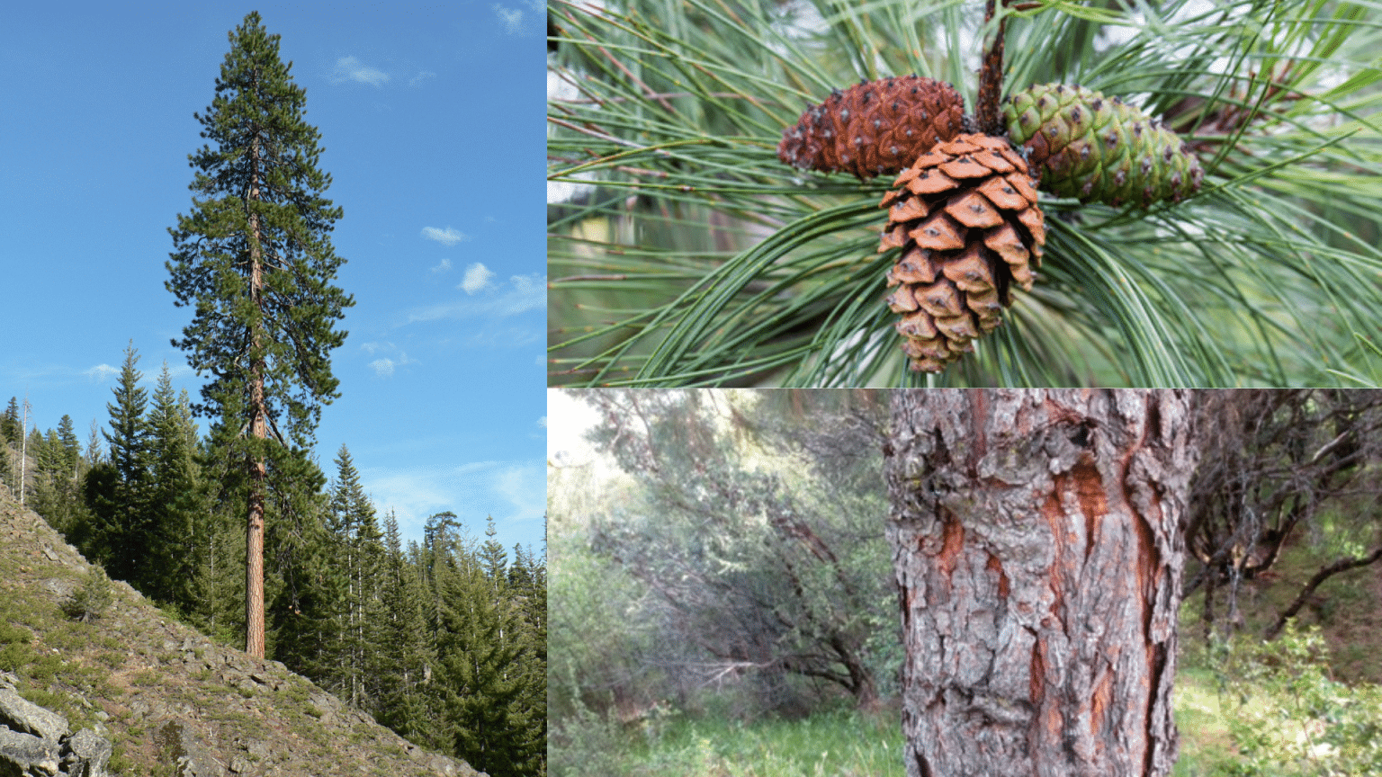 Bull Pine: Key Features and Landscaping Tips - Randy Lemmon