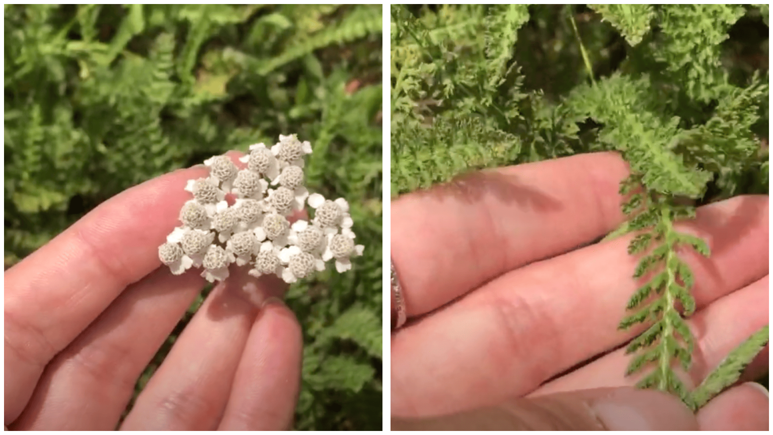 How to Harvest Yarrow at Home? - Randy Lemmon