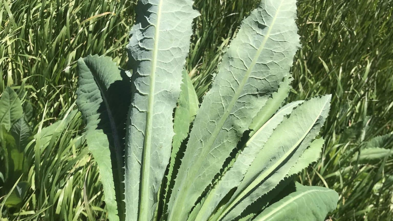How to Identify Wild Lettuce Like a Pro? - Randy Lemmon
