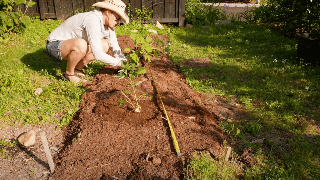 Raspberry Soil Tips: From pH Testing to Compost - Randy Lemmon