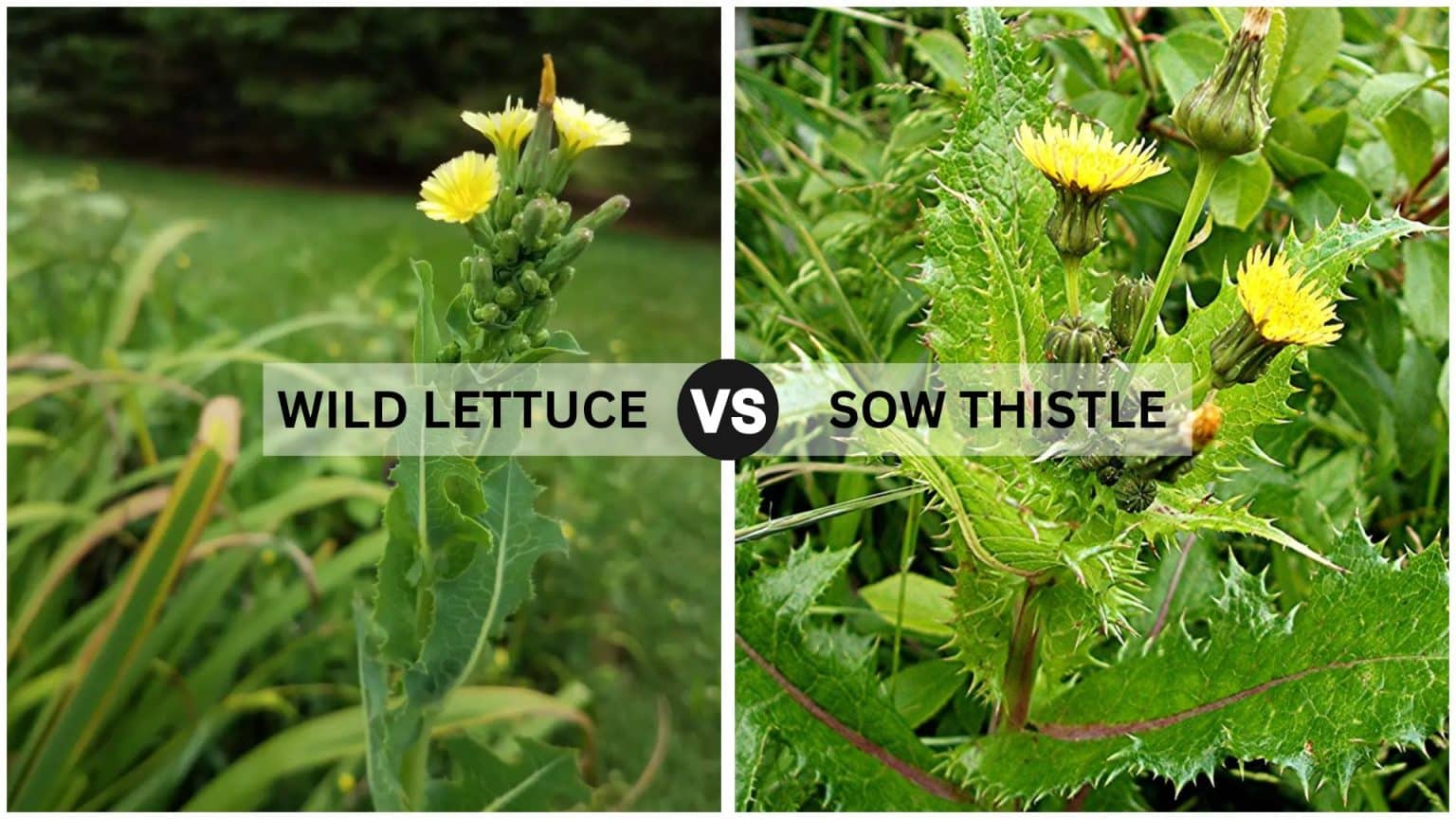 How to Identify Wild Lettuce Like a Pro? - Randy Lemmon