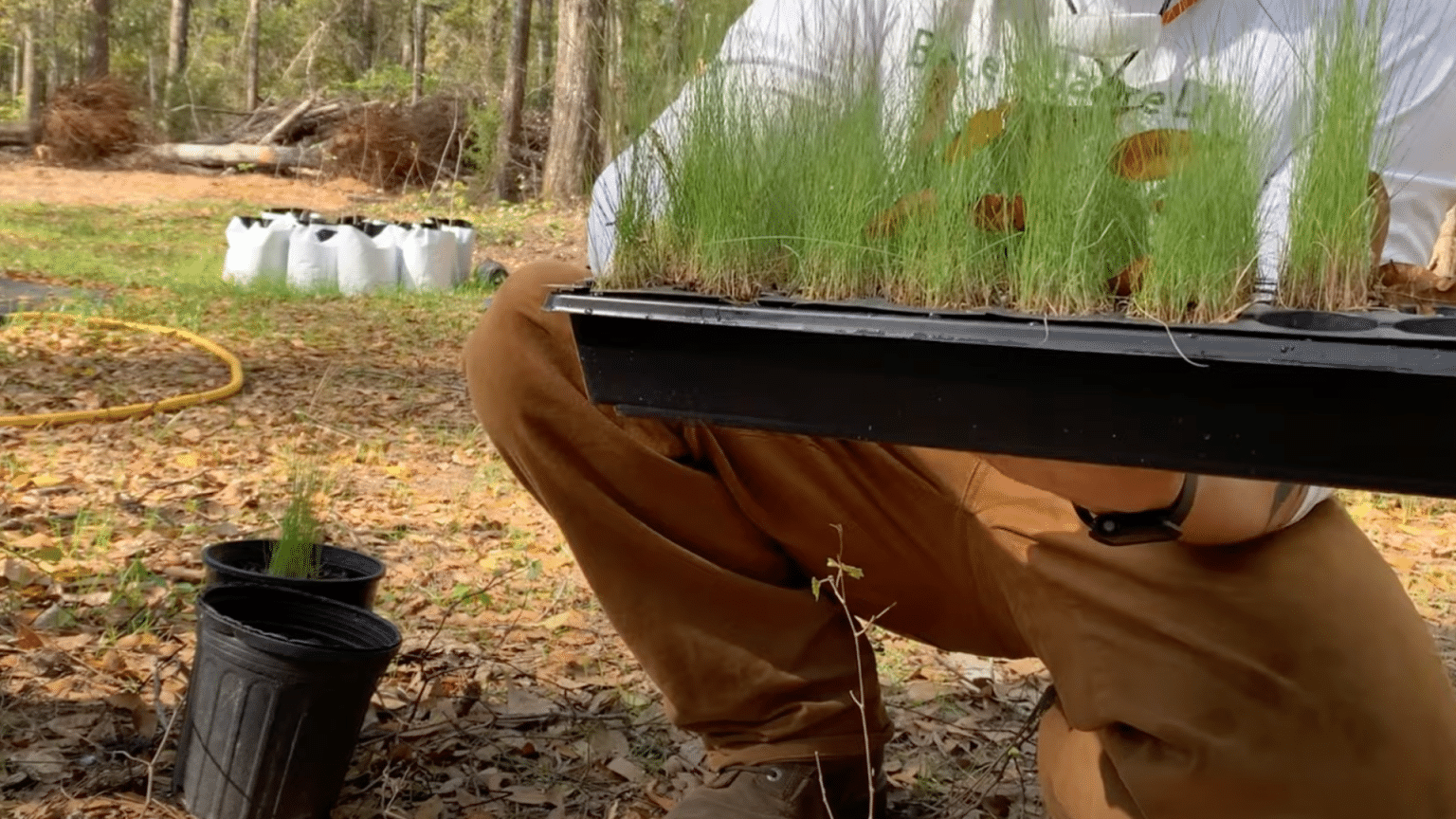 Does Muhly Grass Spread: Propagation Methods and Tips - Randy Lemmon