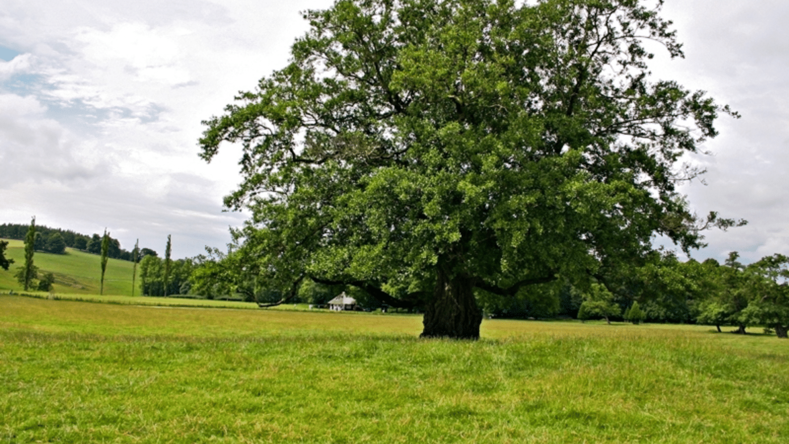 25 Common Trees You’ll See All Over Spain - Randy Lemmon
