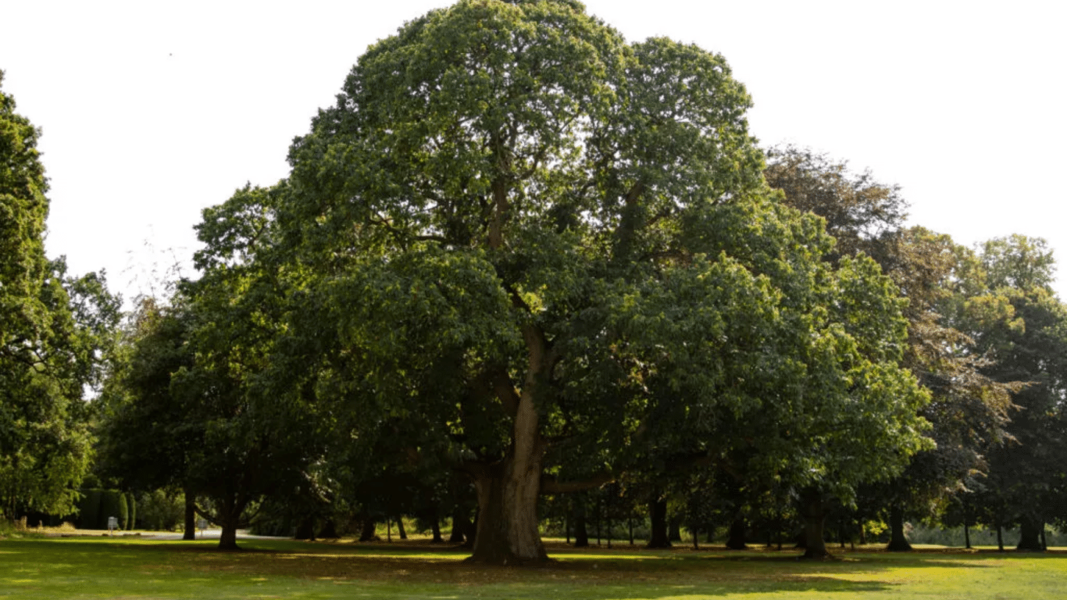 25 Common Trees You’ll See All Over Spain - Randy Lemmon