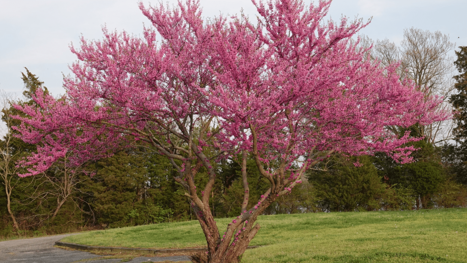 Do Redbud Trees Have Invasive Roots? - Randy Lemmon