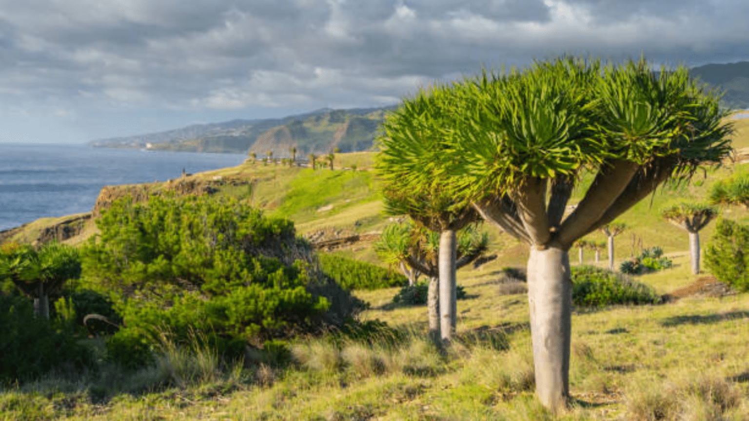 25 Common Trees You’ll See All Over Spain - Randy Lemmon