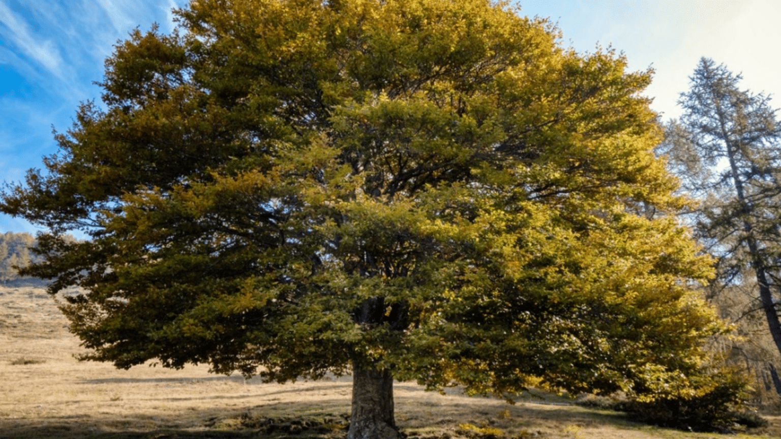 25 Common Trees You’ll See All Over Spain - Randy Lemmon