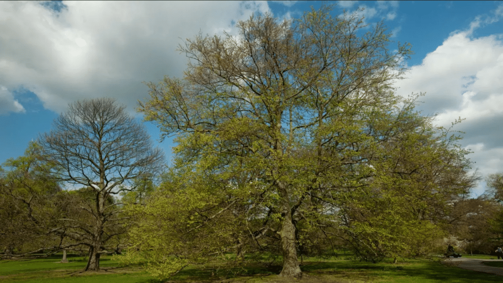 25 Common Trees You’ll See All Over Spain - Randy Lemmon