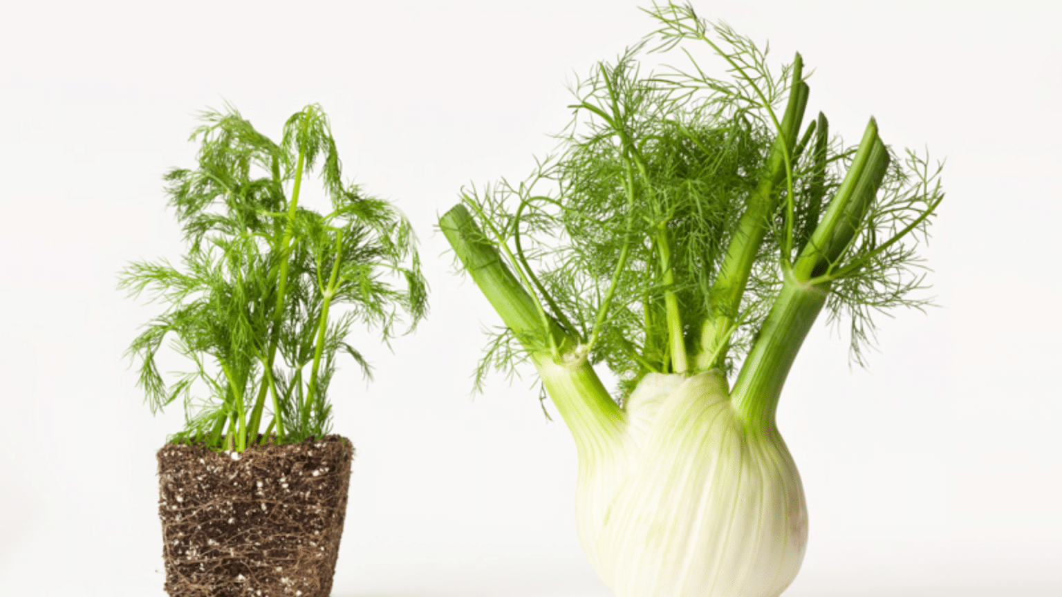 Fennel vs. Dill Explained: Flavor, Cooking, and Care - Randy Lemmon