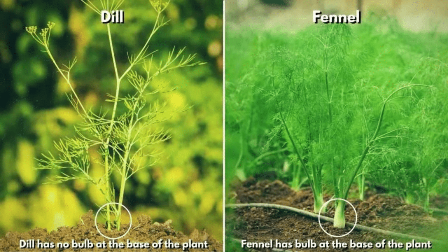 Fennel vs. Dill Explained: Flavor, Cooking, and Care - Randy Lemmon