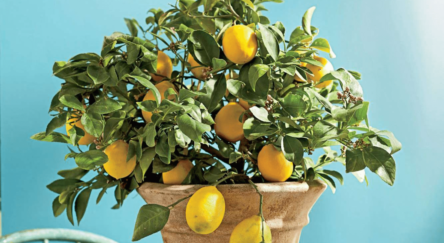 Meyer Lemon Tree Care: A Simple Grower’s Guide - Randy Lemmon