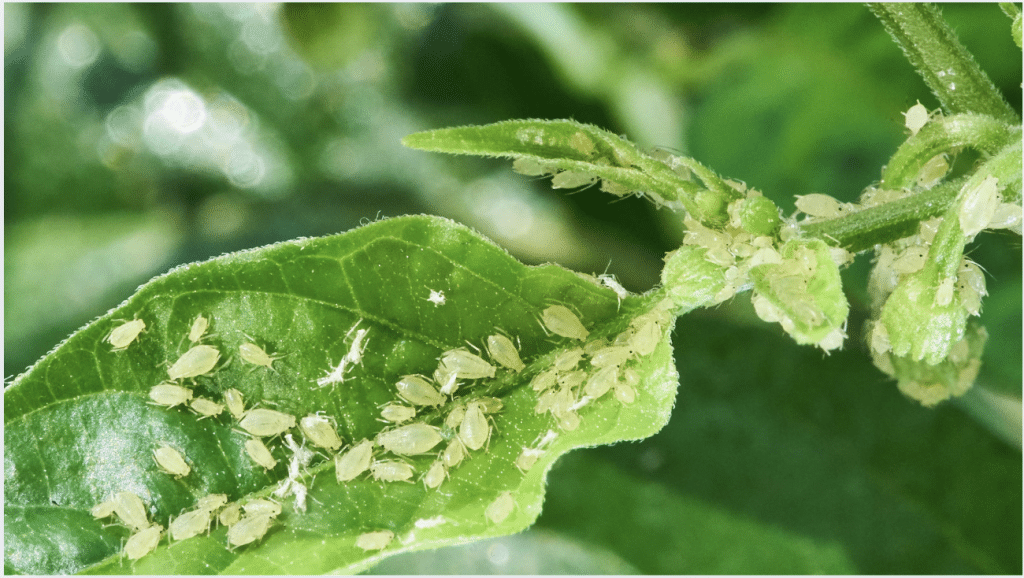 How to Get Rid of Aphids Naturally - Randy Lemmon
