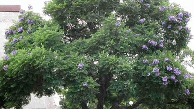 25 Common Trees You’ll See All Over Spain - Randy Lemmon