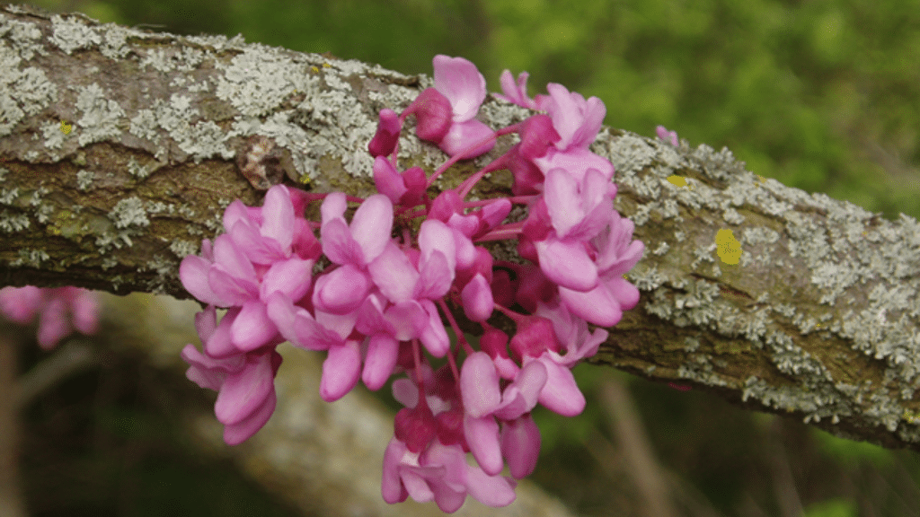 Do Redbud Trees Have Invasive Roots? - Randy Lemmon