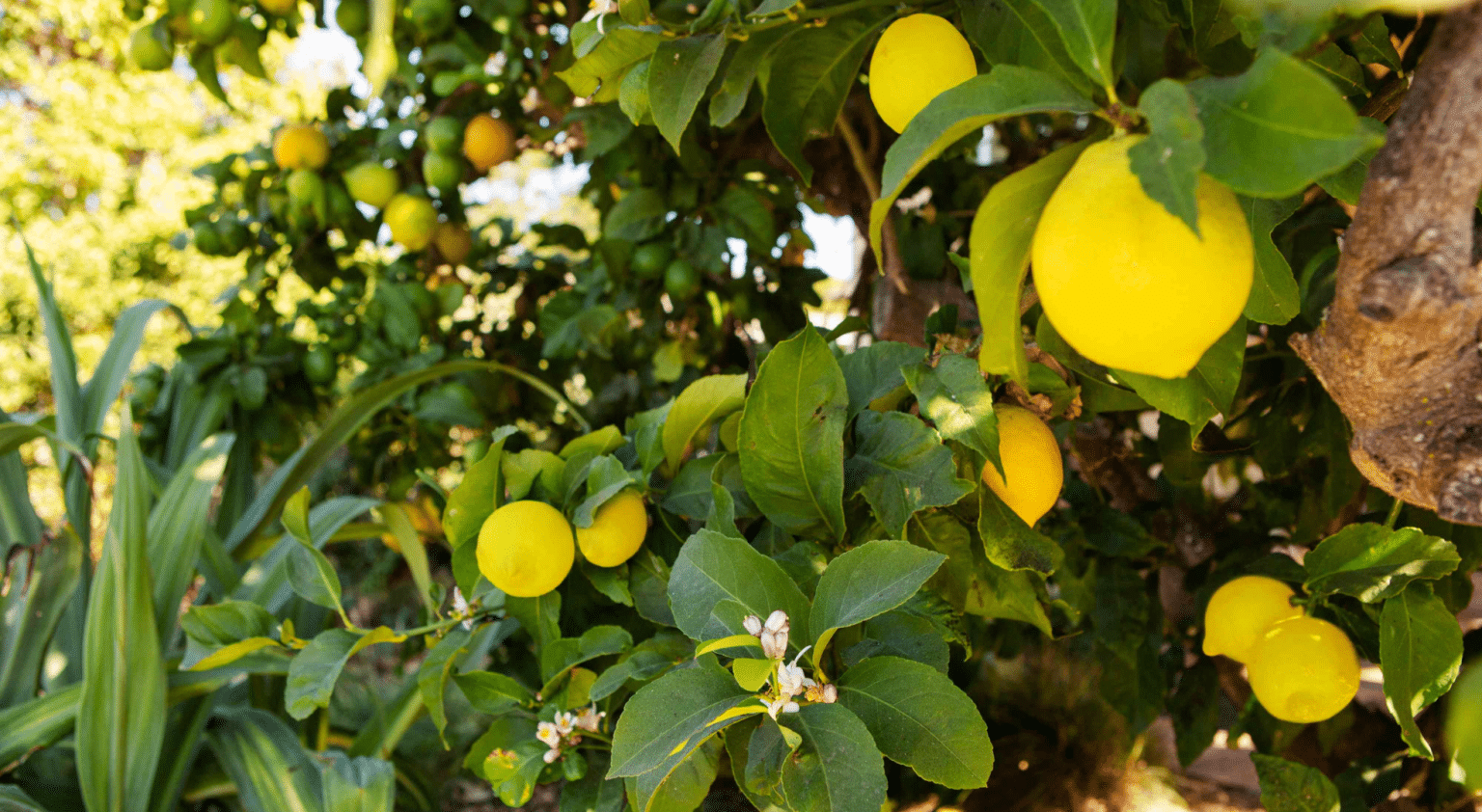 Meyer Lemon Tree Care: A Simple Grower’s Guide - Randy Lemmon