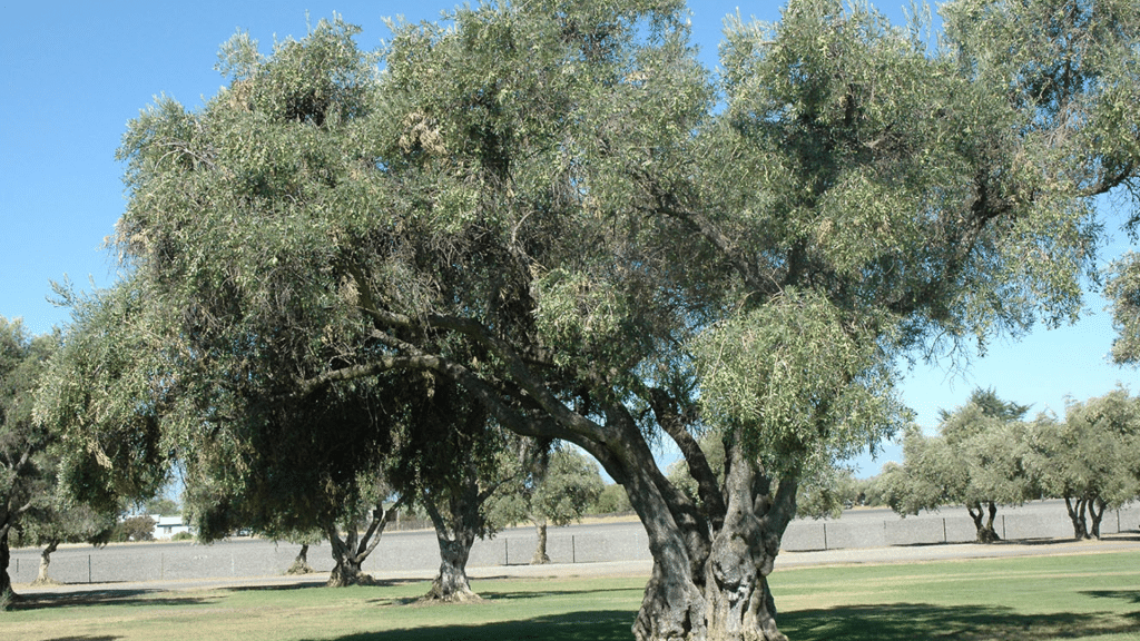 25 Common Trees You’ll See All Over Spain - Randy Lemmon