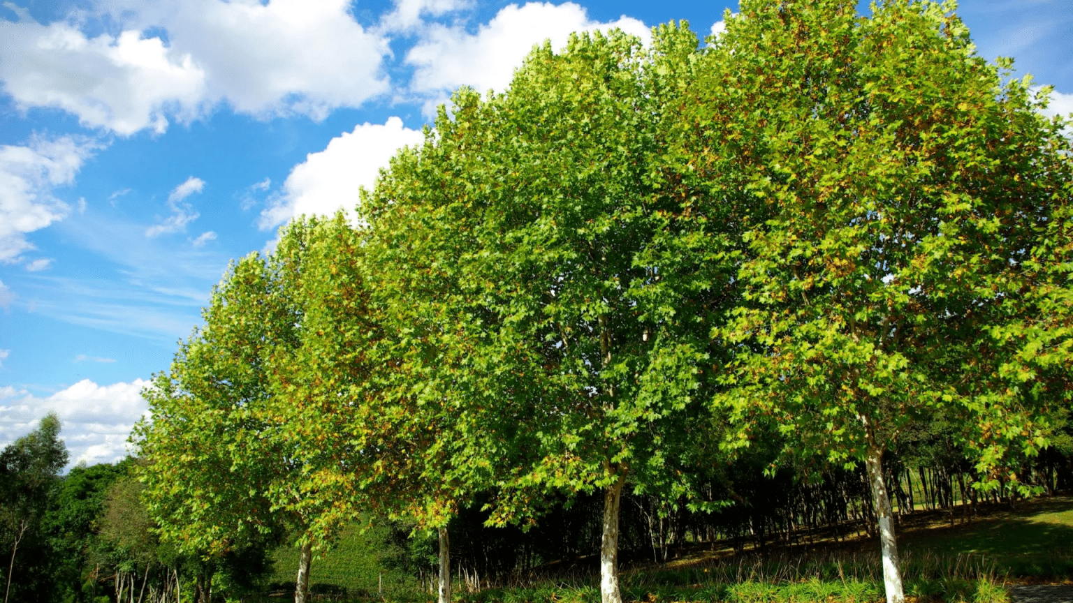 25 Common Trees You’ll See All Over Spain - Randy Lemmon