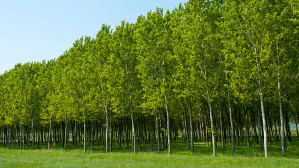 25 Common Trees You’ll See All Over Spain - Randy Lemmon