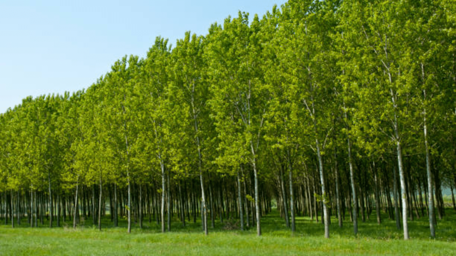 25 Common Trees You’ll See All Over Spain - Randy Lemmon