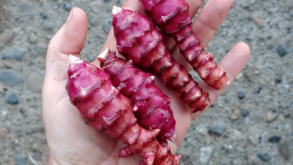 33 Purple Root Vegetables You Should Know - Randy Lemmon