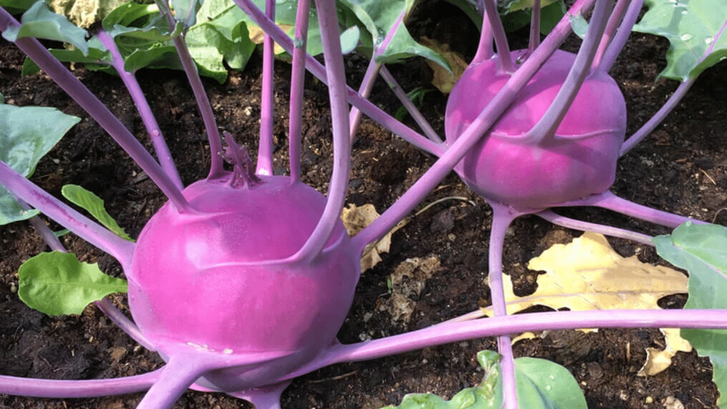 33 Purple Root Vegetables You Should Know - Randy Lemmon
