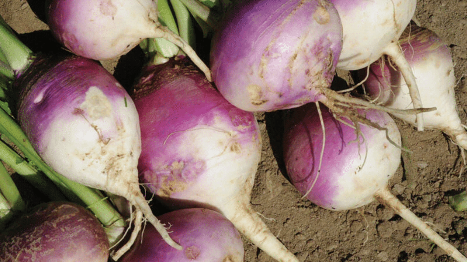 33 Purple Root Vegetables You Should Know - Randy Lemmon