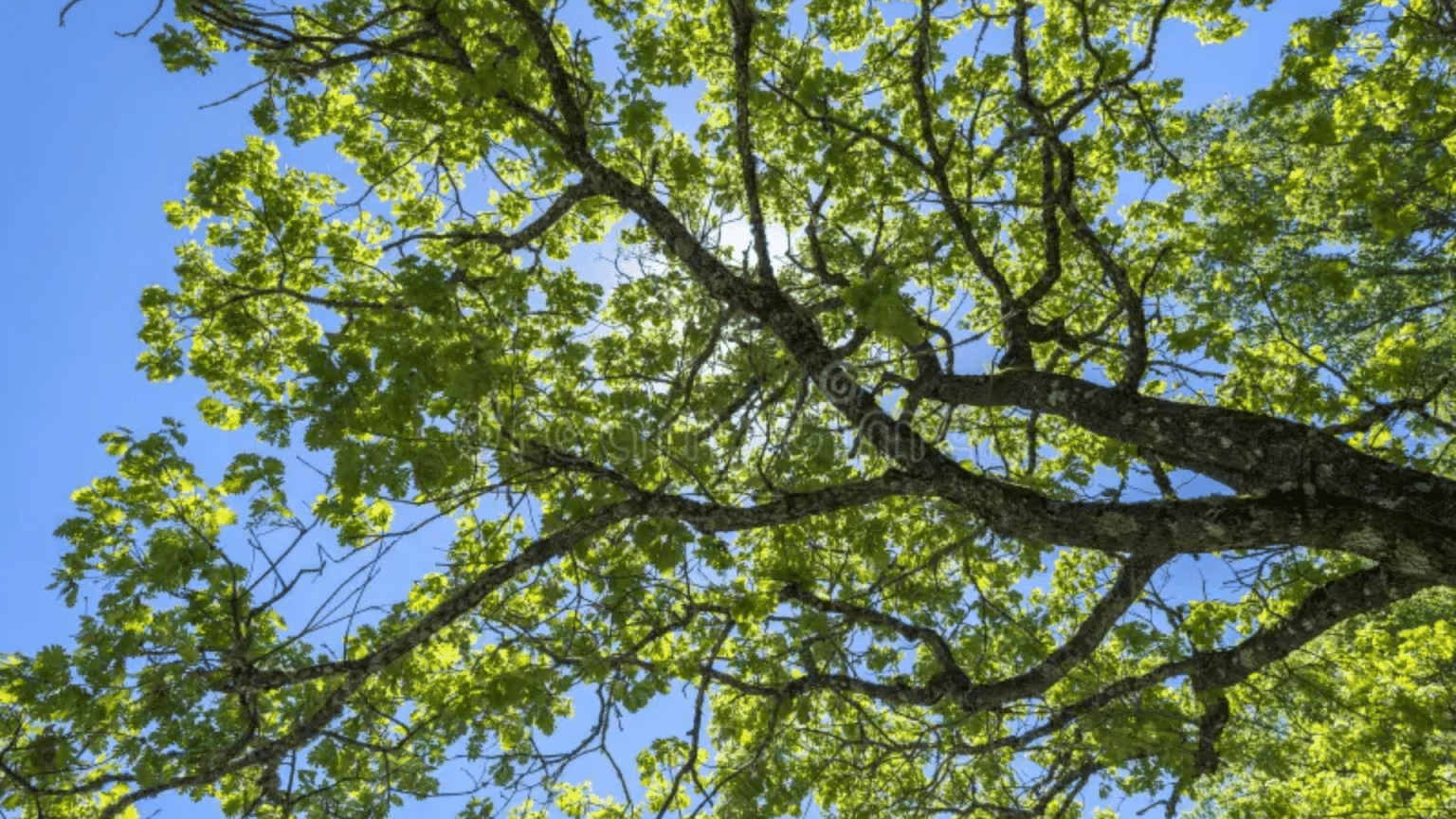 25 Common Trees You’ll See All Over Spain - Randy Lemmon