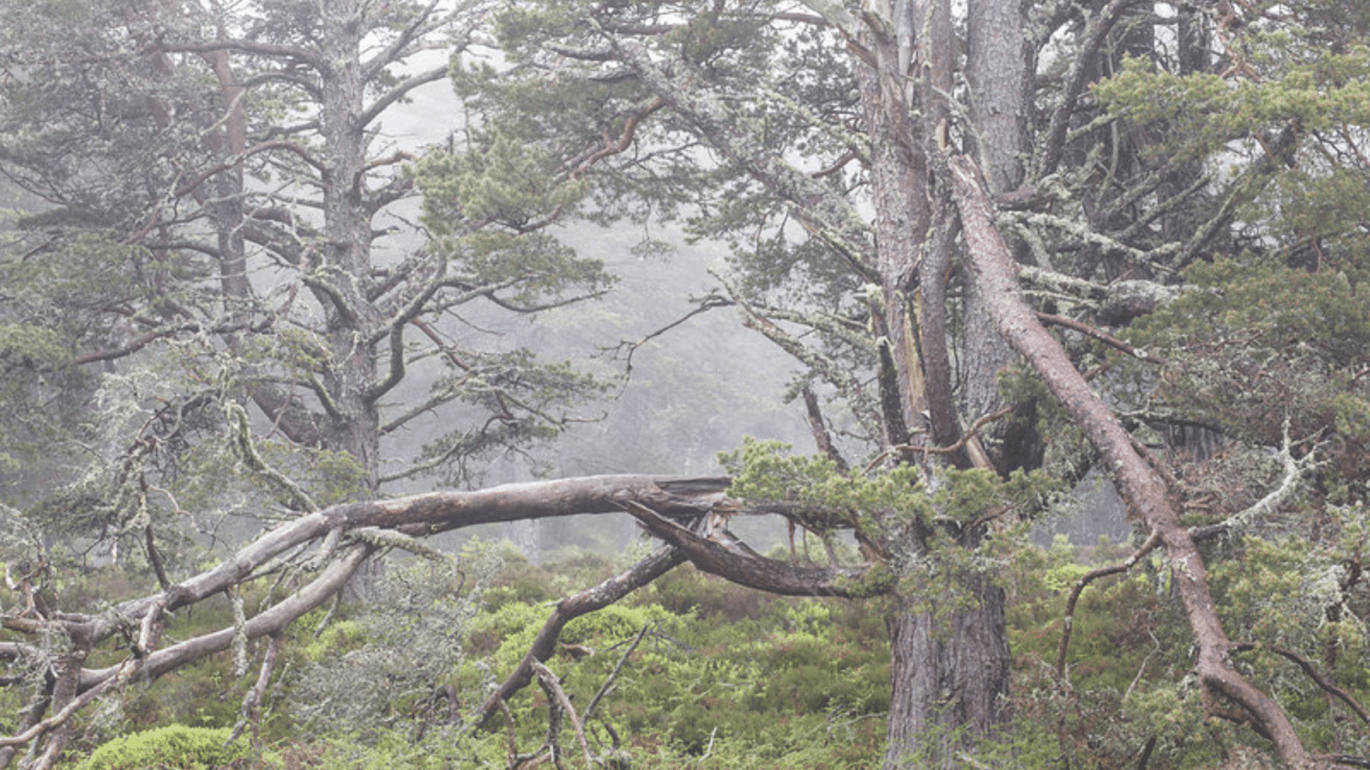 25 Common Trees You’ll See All Over Spain - Randy Lemmon