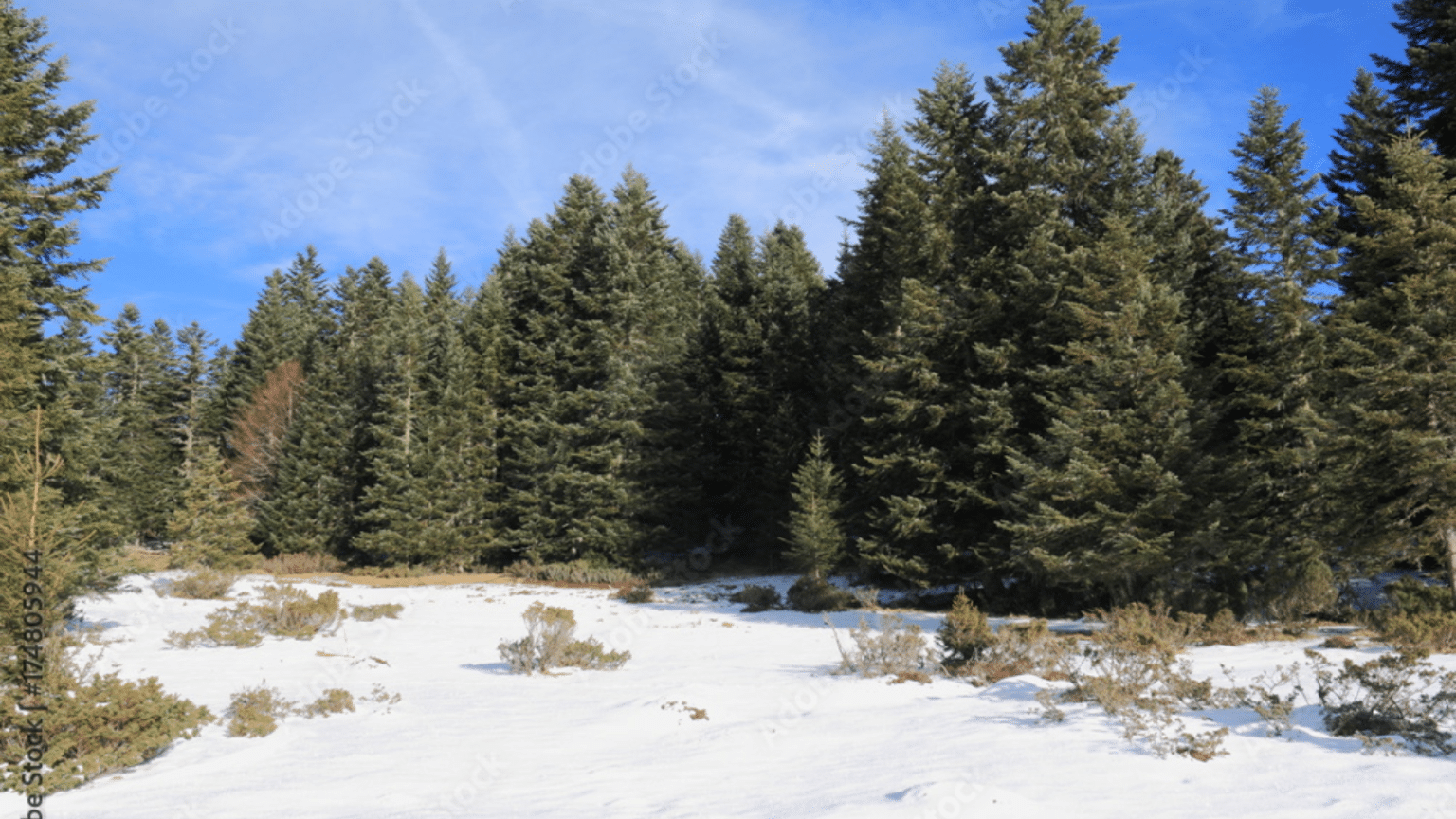 25 Common Trees You’ll See All Over Spain - Randy Lemmon