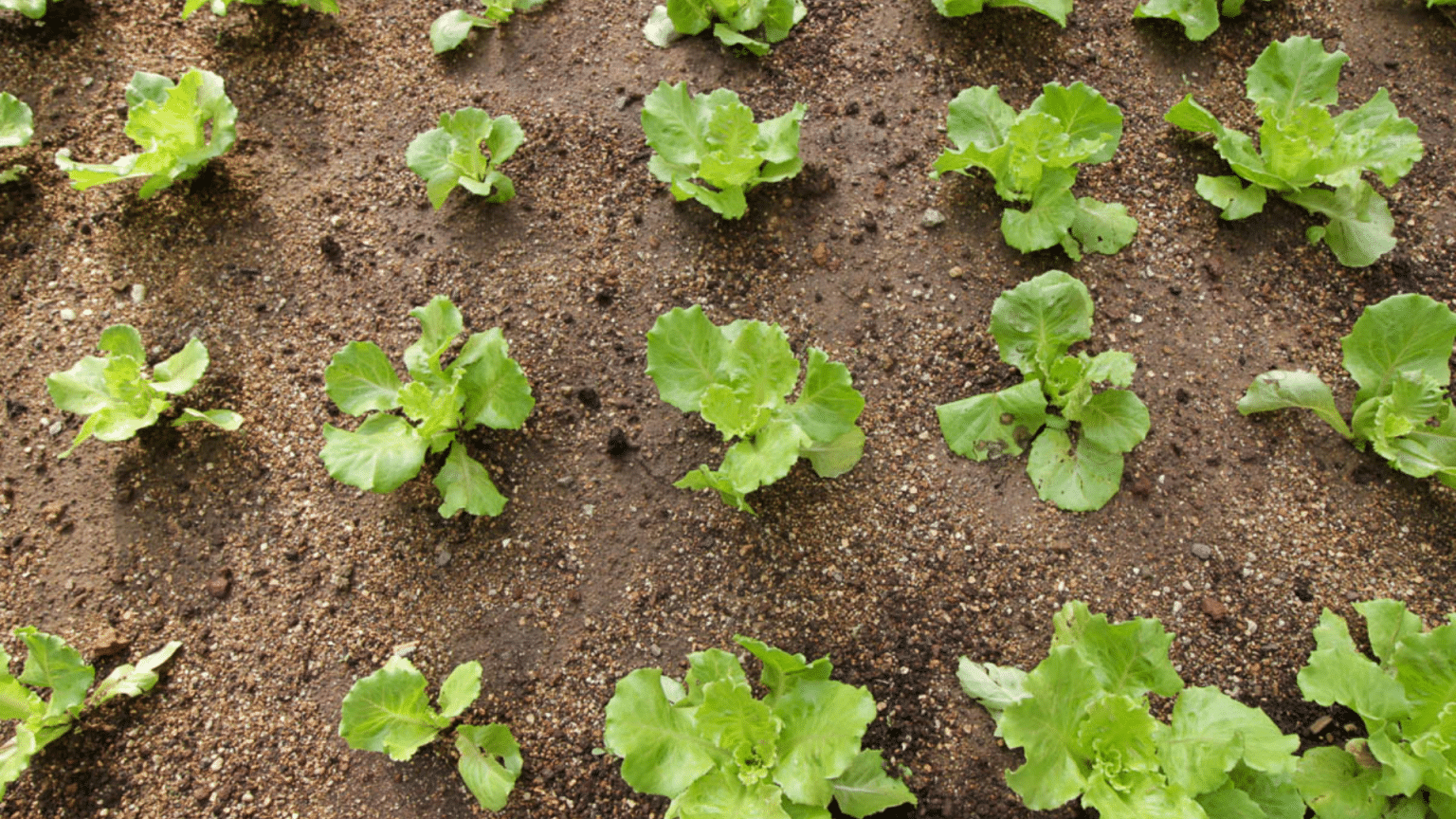 What Are the Most Important Garden Terms to Know? - Randy Lemmon