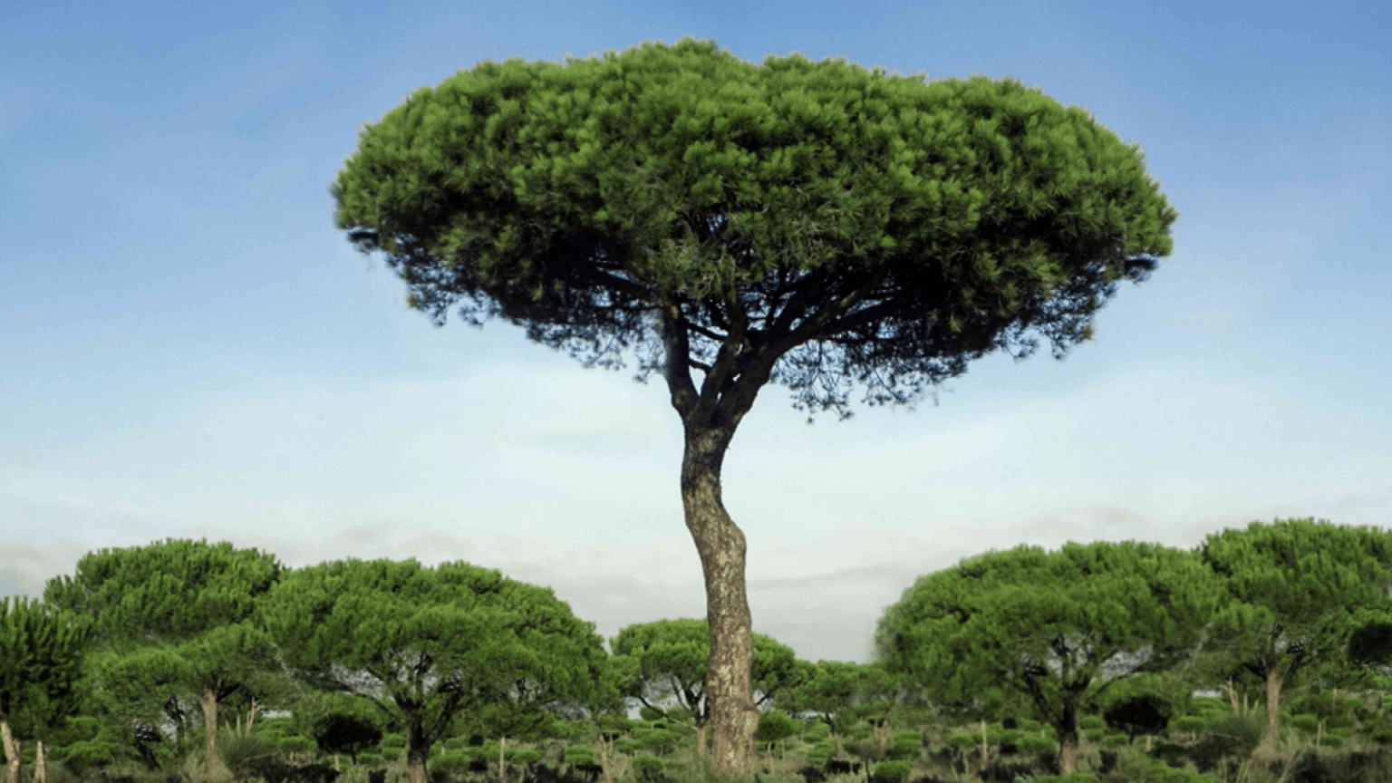25 Common Trees You’ll See All Over Spain - Randy Lemmon
