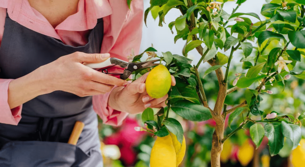 Meyer Lemon Tree Care: A Simple Grower’s Guide - Randy Lemmon