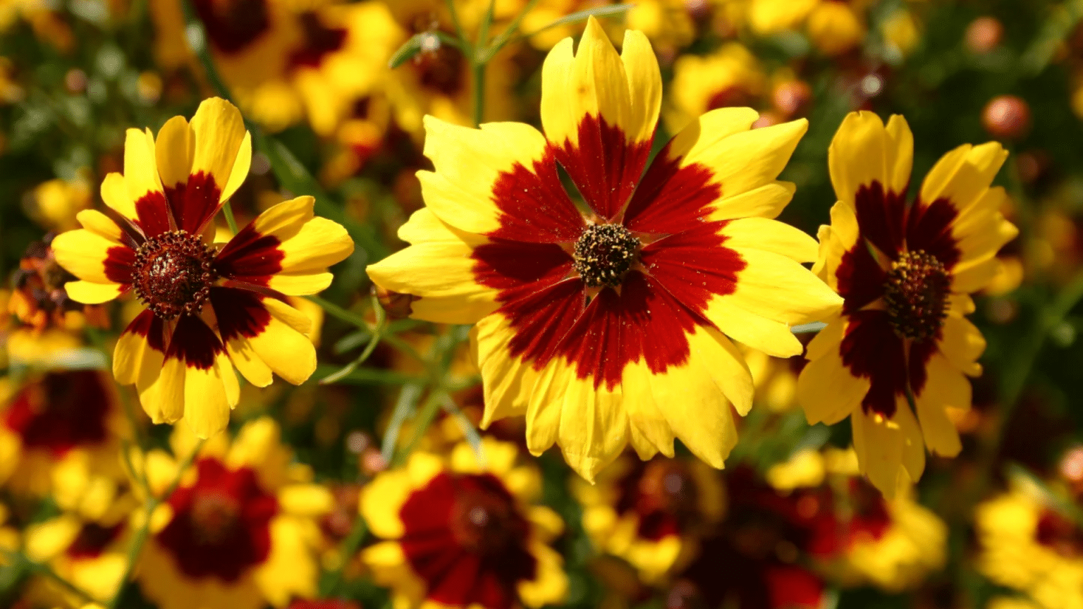 Plains Coreopsis: A Native Wildflower for Pollinators - Randy Lemmon