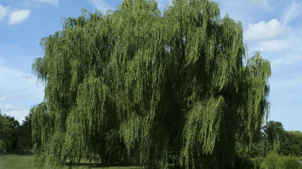 25 Common Trees You’ll See All Over Spain - Randy Lemmon