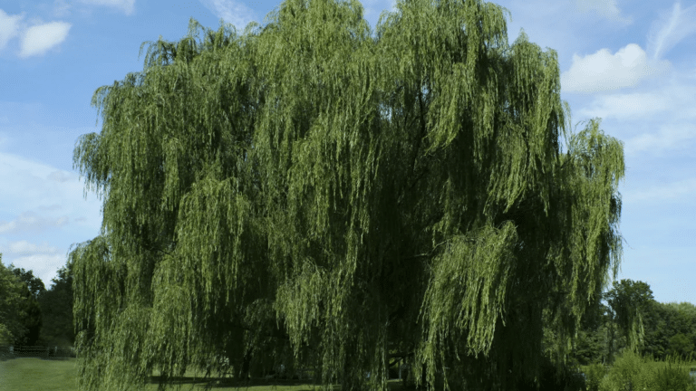 25 Common Trees You’ll See All Over Spain - Randy Lemmon