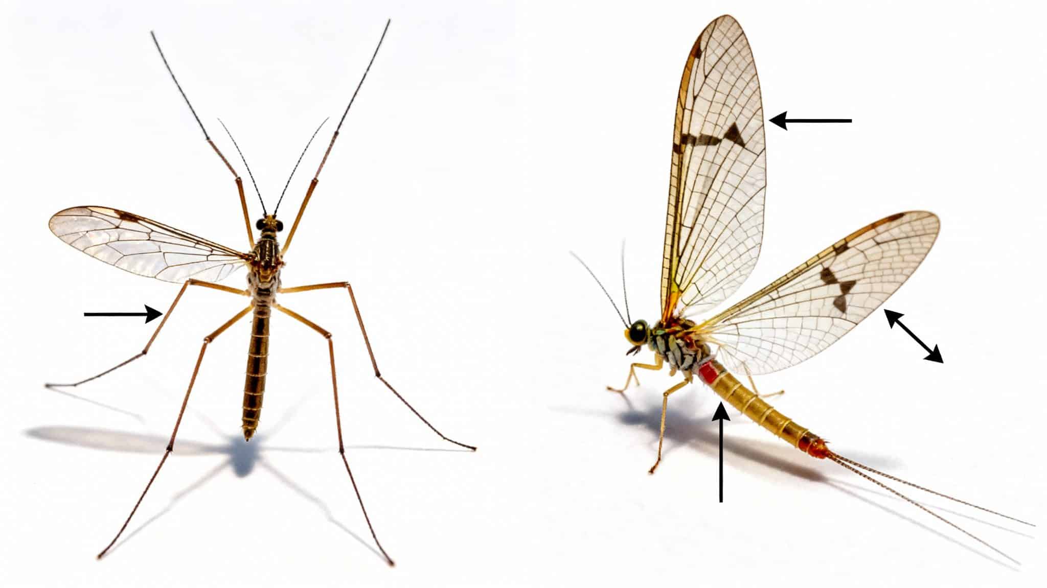 Crane Fly vs Mayfly: Check Wings and Tails in 10 Seconds